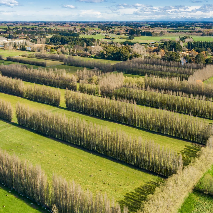Shelter Belts – Pikirangi Online Garden Centre