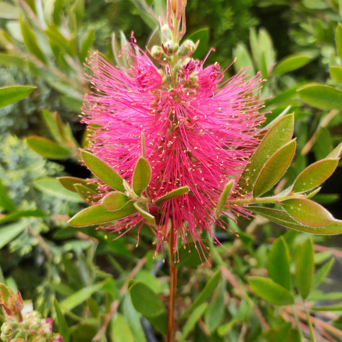 Callistemon 'Hot Pink' (Bottlebrush) – Pikirangi Online Garden Centre