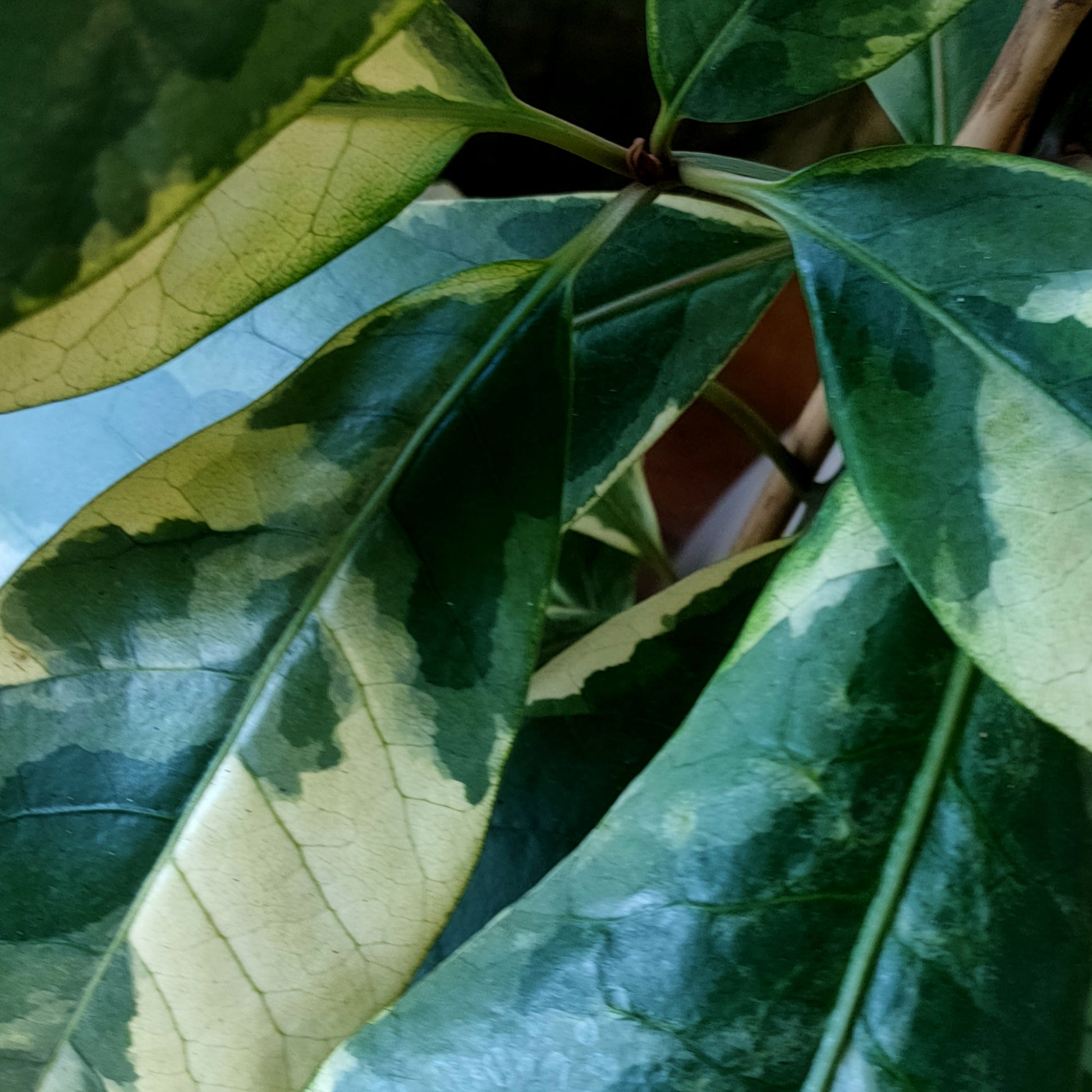 Pisonia brunoniana 'Variegata' (Parapara, Birdcatcher Tree) – Pikirangi ...