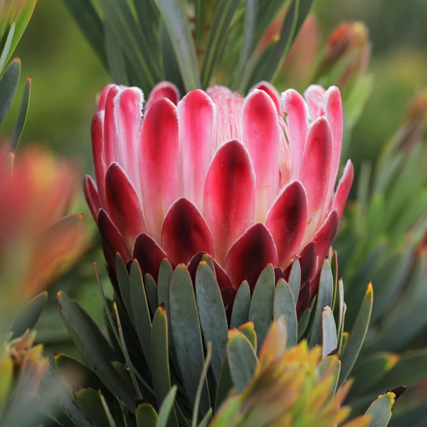 Protea 'Venus' – Pikirangi Online Garden Centre