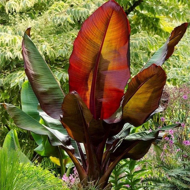 Ensete ventricosum 'Maurelii' (Red Abyssinian Banana) – Pikirangi ...