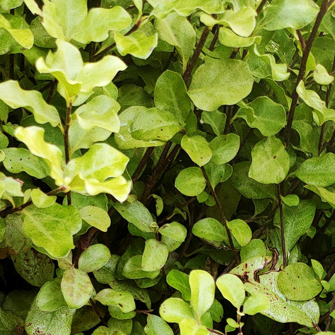 Pittosporum tenuifolium (Kōhūhū, Black Matipo) – Pikirangi Online ...