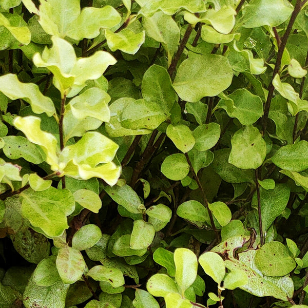 Pittosporum tenuifolium (Kōhūhū, Black Matipo) – Pikirangi Online ...