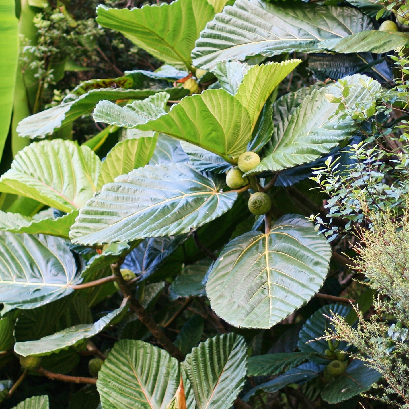 Ficus dammaropsis (Highland Breadfruit) – Pikirangi Online Garden Centre