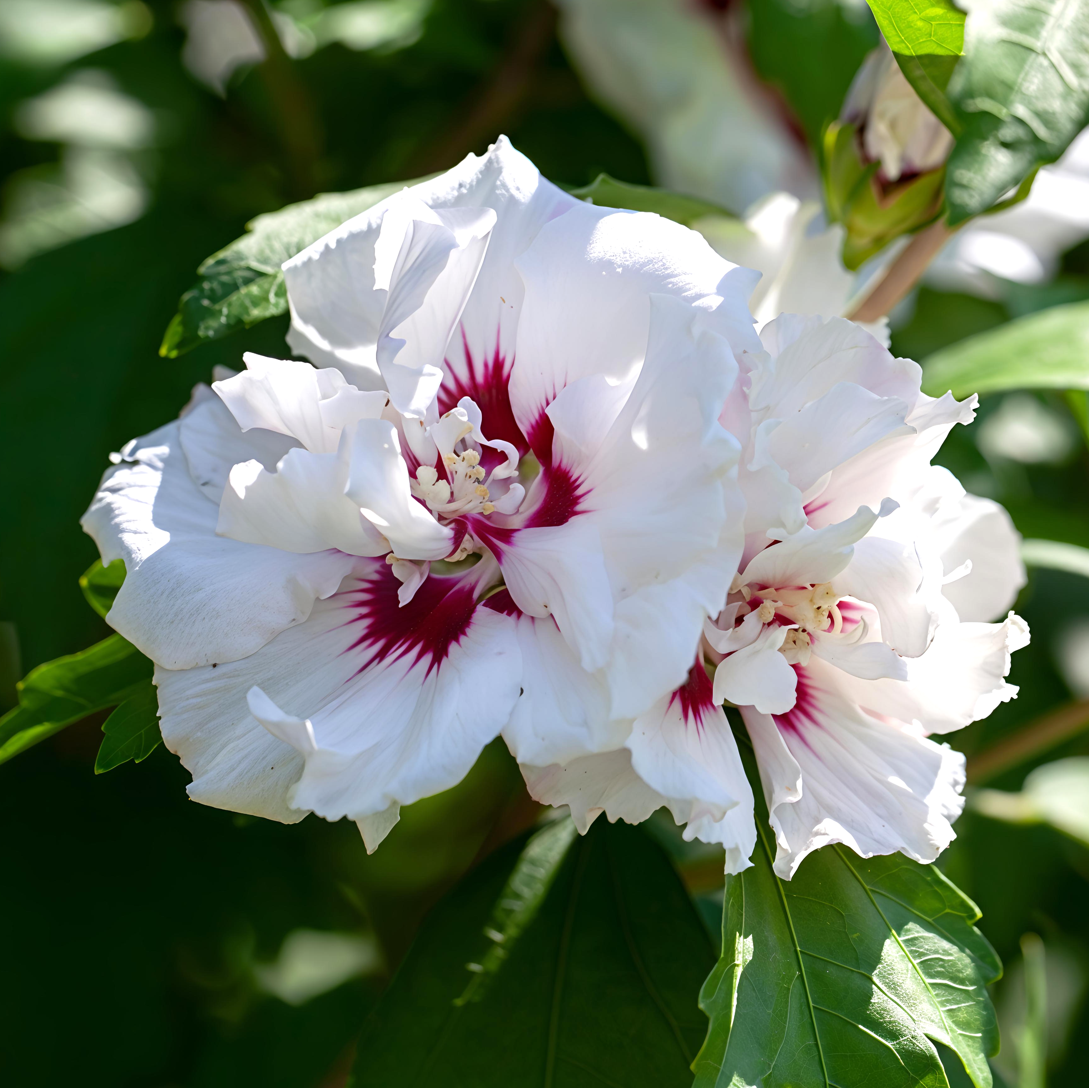 Hibiscus syriacus 'Lady Stanley' (Rose of Sharon) – Pikirangi Online ...