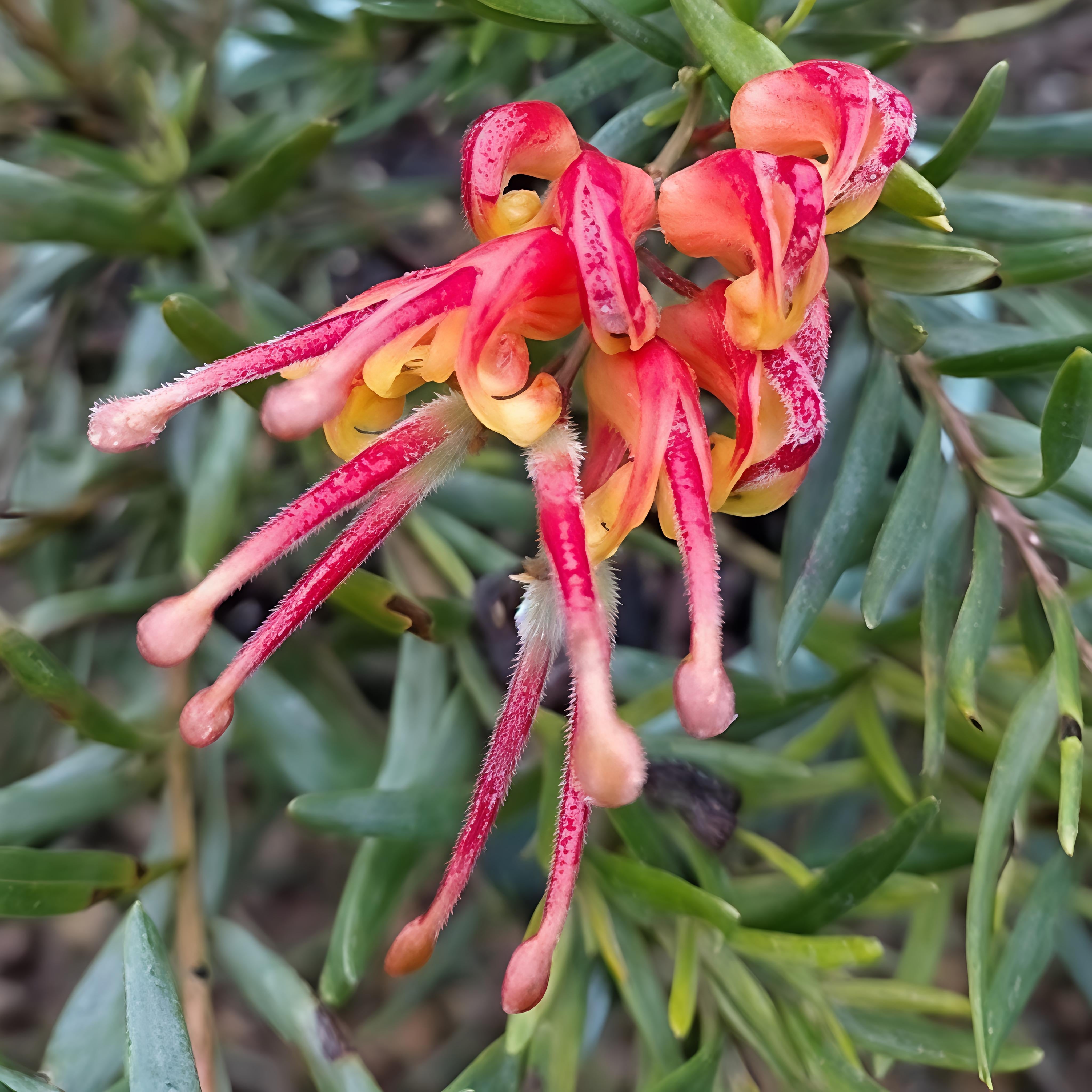Grevillea 'Tangerine Dream' (Spider Flower) – Pikirangi Online Garden ...