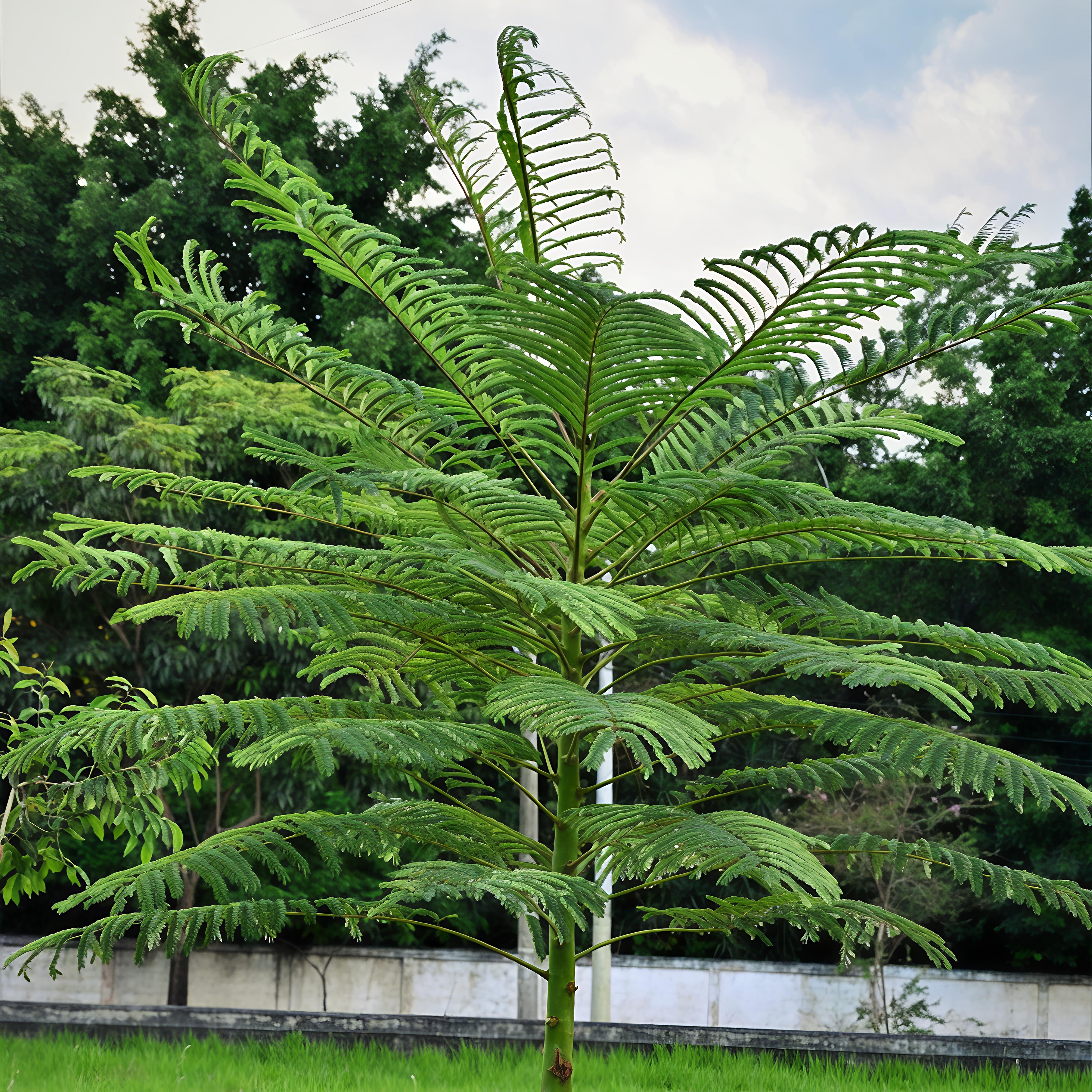 Schizolobium parahyba (Brazilian Firetree, Brazilian Fern Tree ...