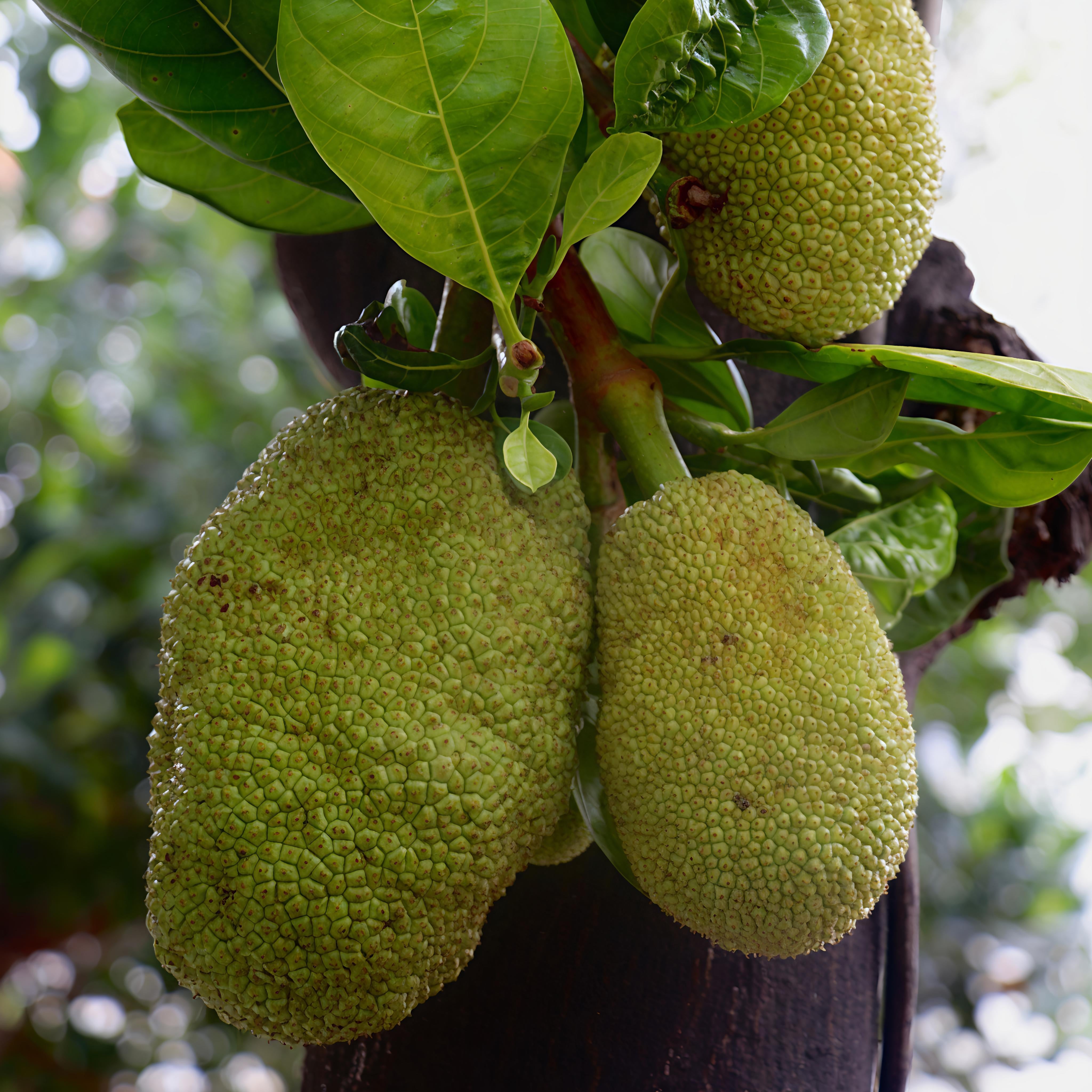 Artocarpus heterophyllus 'Varaka' (Jackfruit) – Pikirangi Online Garden ...