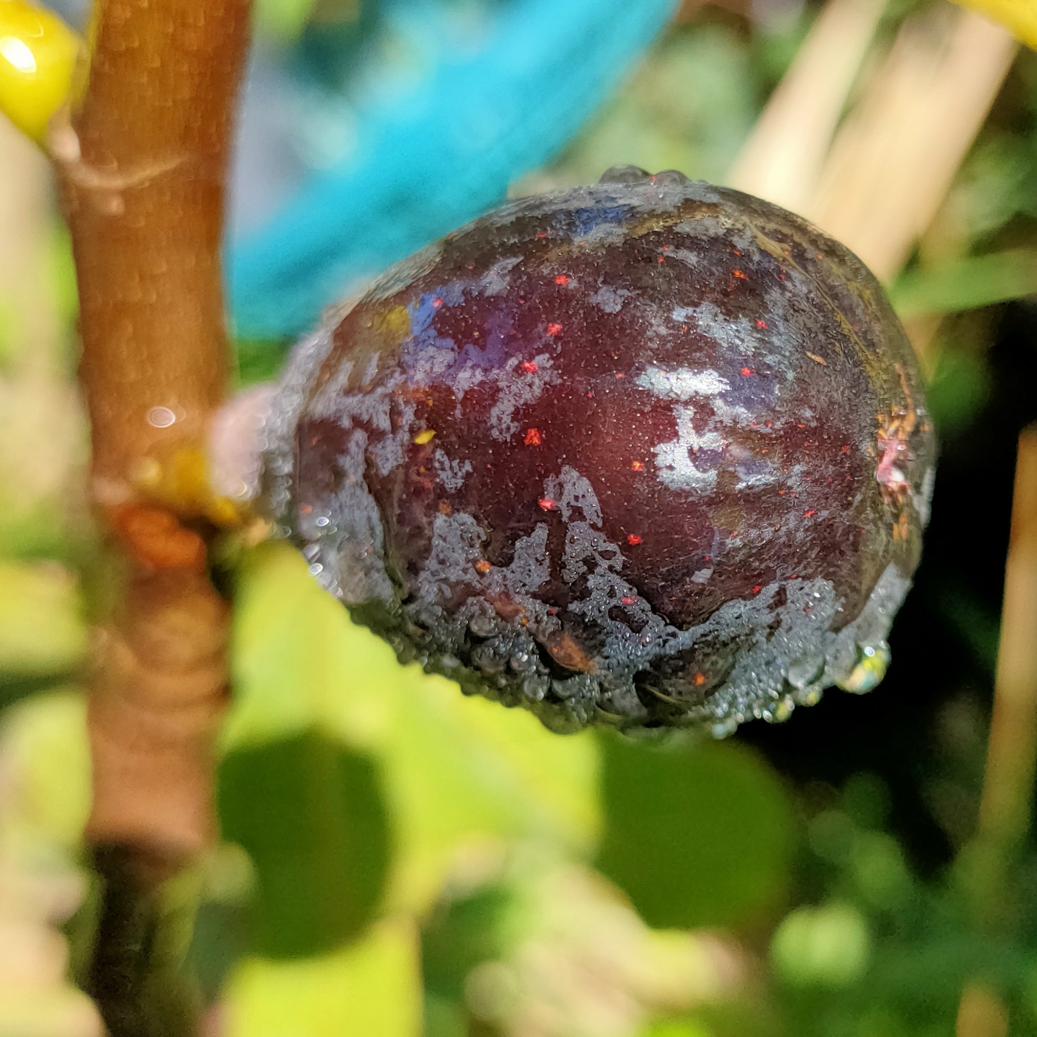 Ficus carica 'Brunoro Black' (Fig) – Pikirangi Online Garden Centre