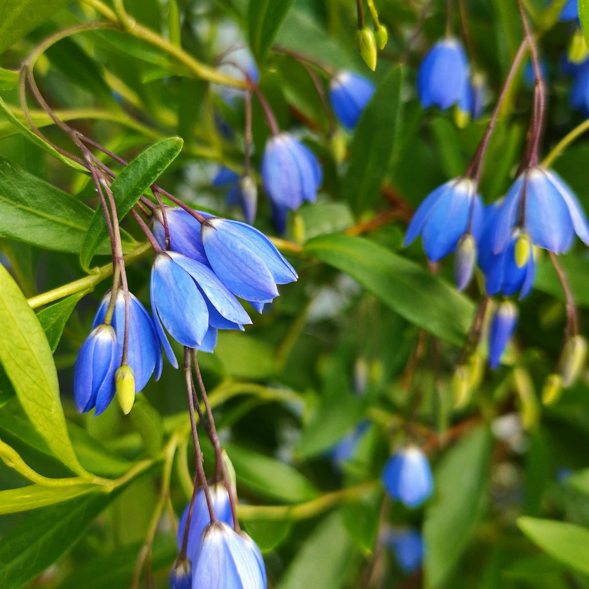 Billardiera heterophylla 'Blue Form' (Bluebell Creeper) – Pikirangi ...