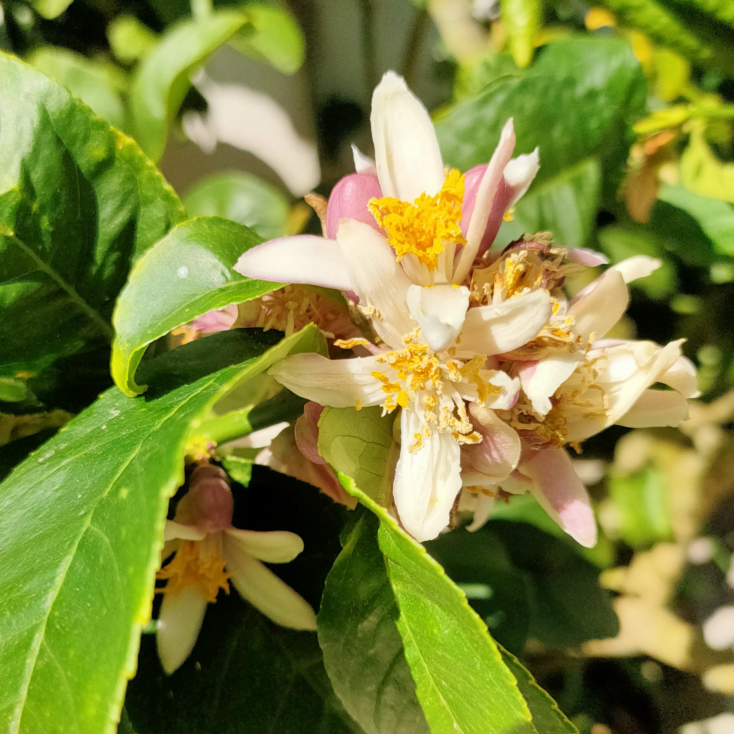 Citrus medica var. sarcodactylis (Fingered Citron, Buddha's Hand ...