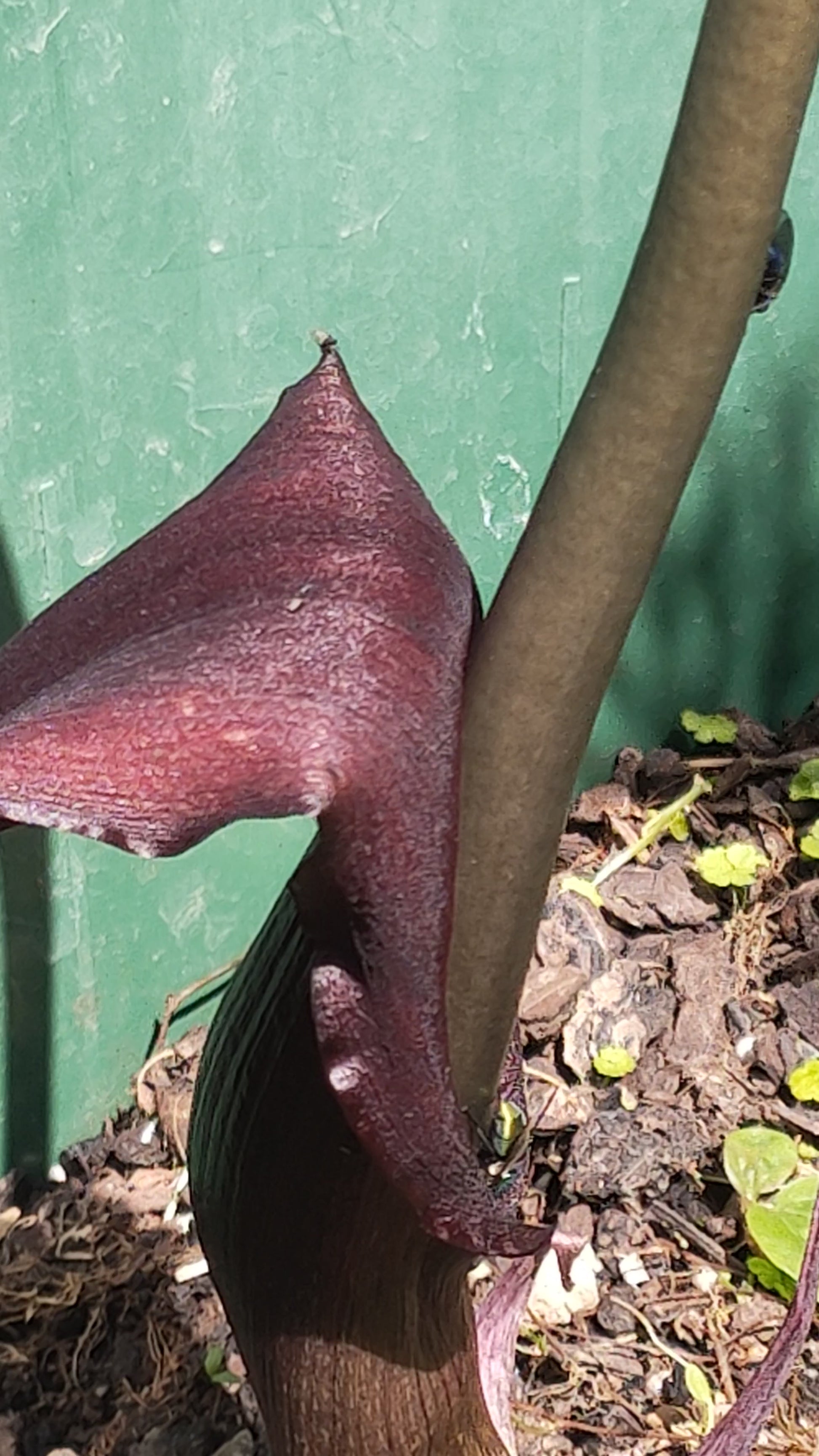 Sauromatum venosum (Voodoo Lily) – Pikirangi Online Garden Centre Sauromatum venosum (Voodoo Lily) – Pikirangi Online Garden Centre